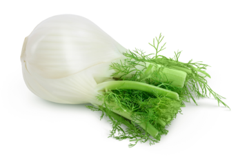 Koper włoski – właściwości lecznicze, działanie i zastosowanie