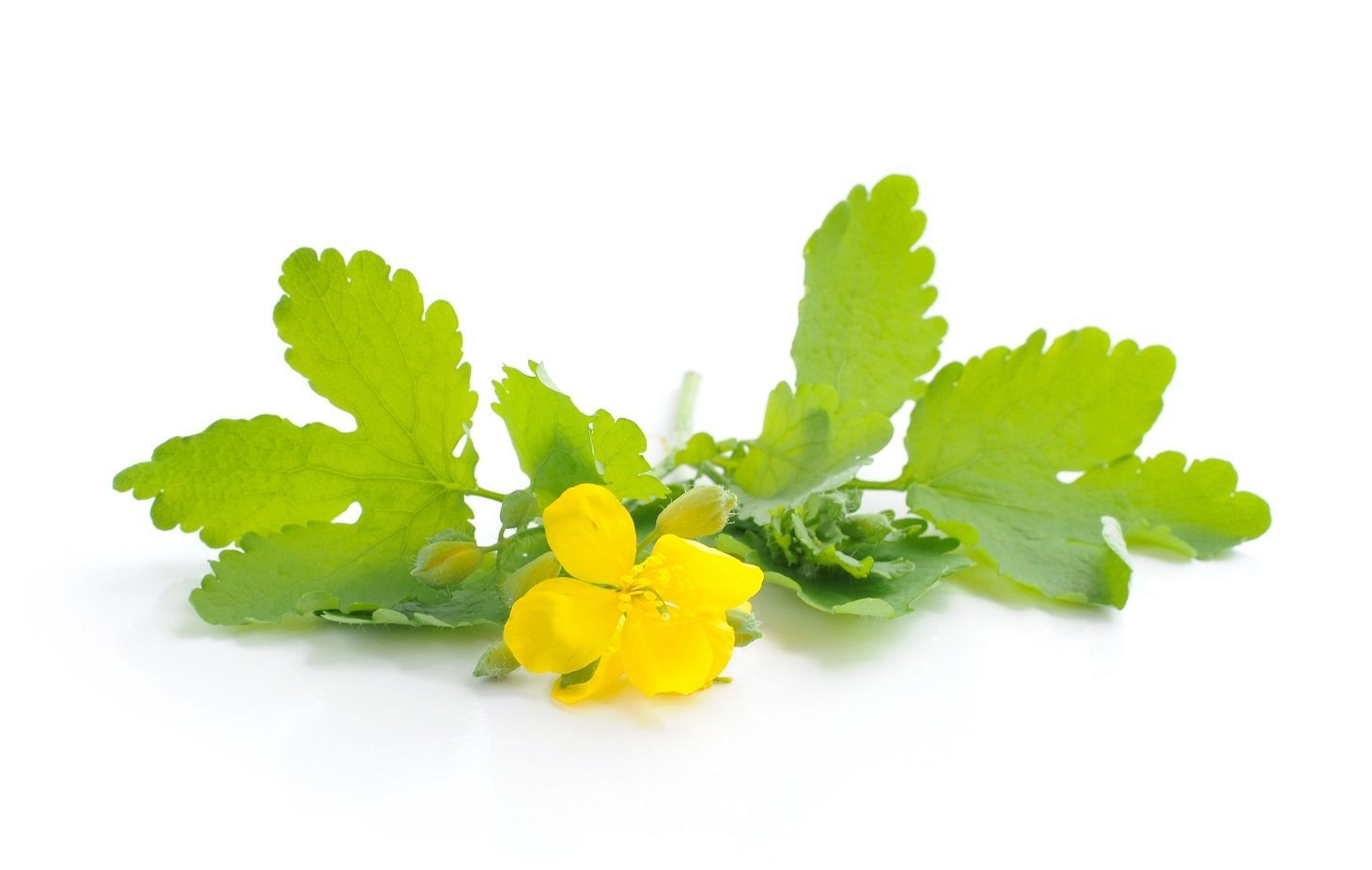 Glistnik – właściwości lecznicze, działanie i zastosowanie. Sok z glistnika