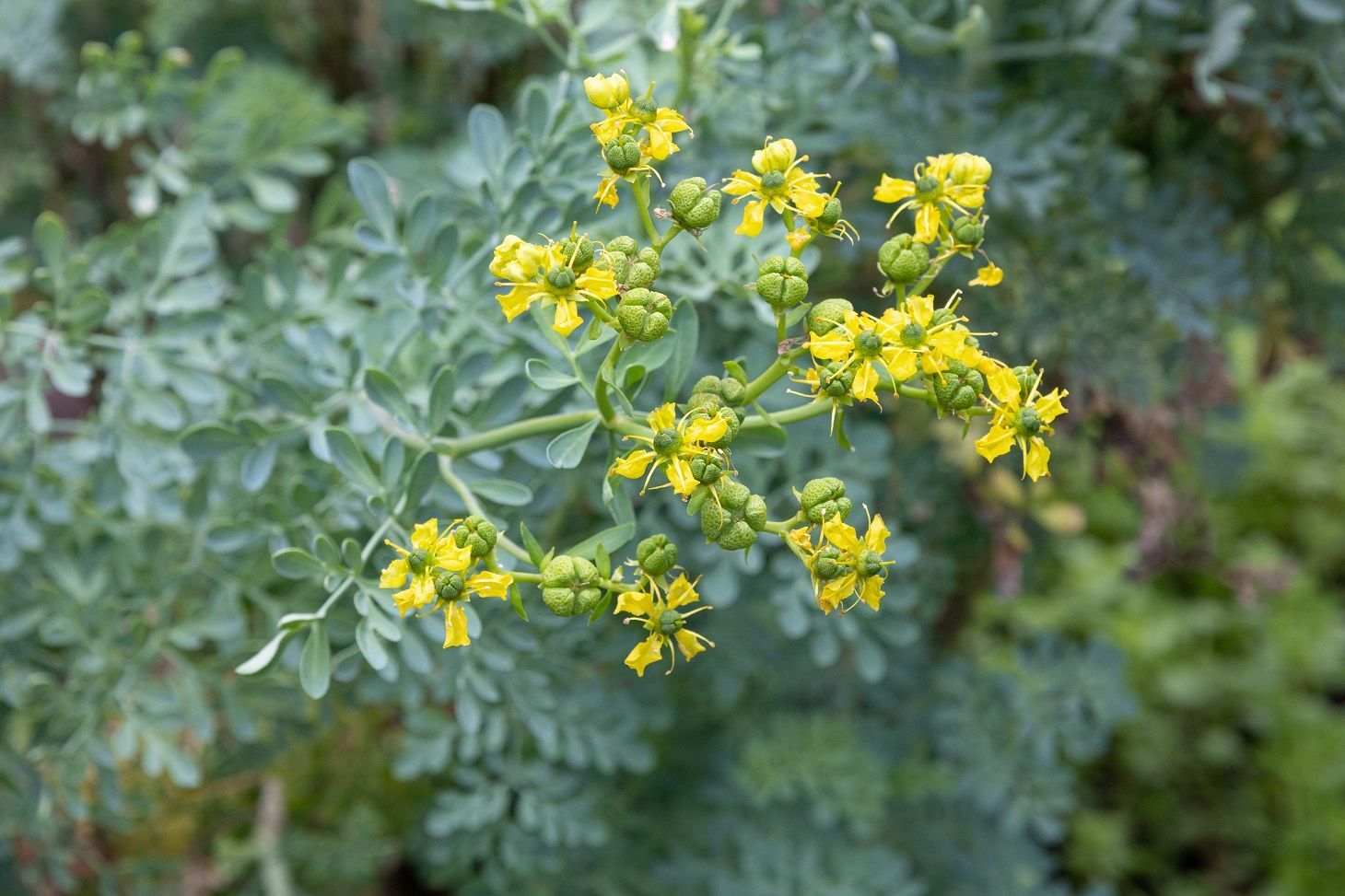 Ruta zwyczajna – właściwości lecznicze, działanie i zastosowanie