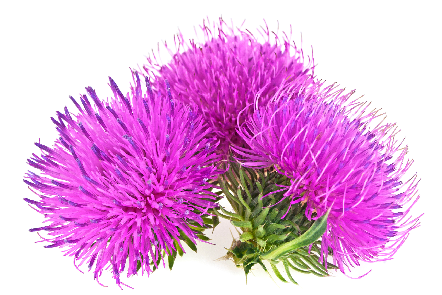 Ostropest plamisty – właściwości lecznicze, działanie i zastosowanie