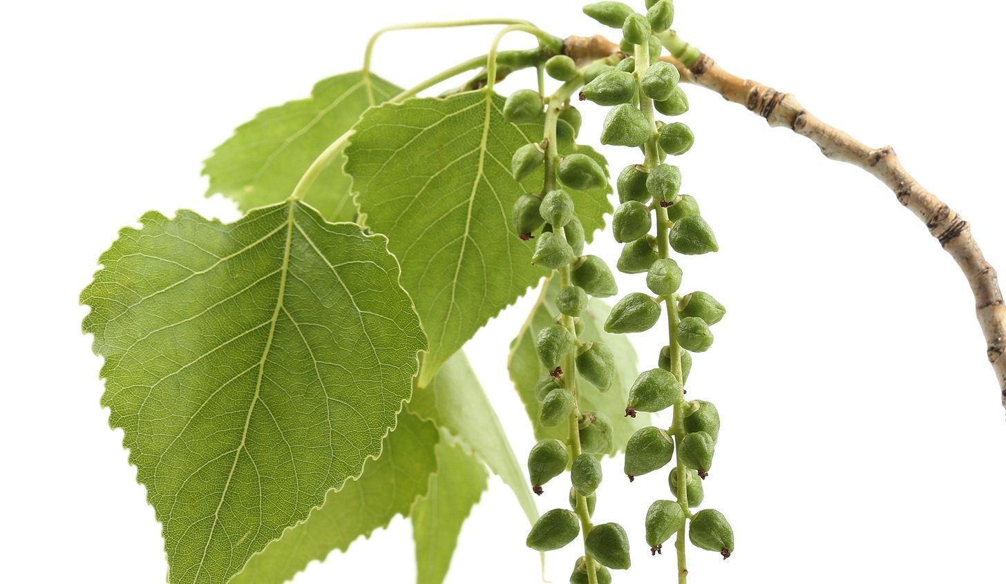 Topola czarna – właściwości lecznicze, działanie i zastosowanie