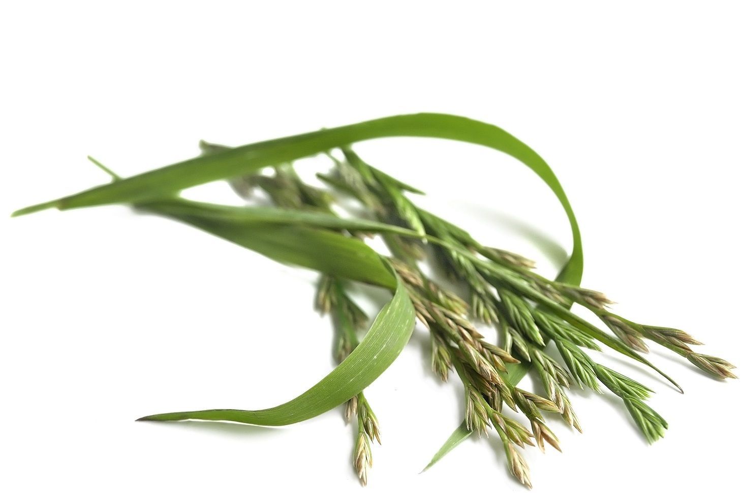 Perz właściwy – właściwości lecznicze, działanie i zastosowanie