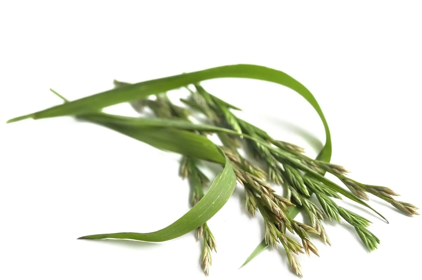 Perz właściwy – właściwości lecznicze, działanie i zastosowanie