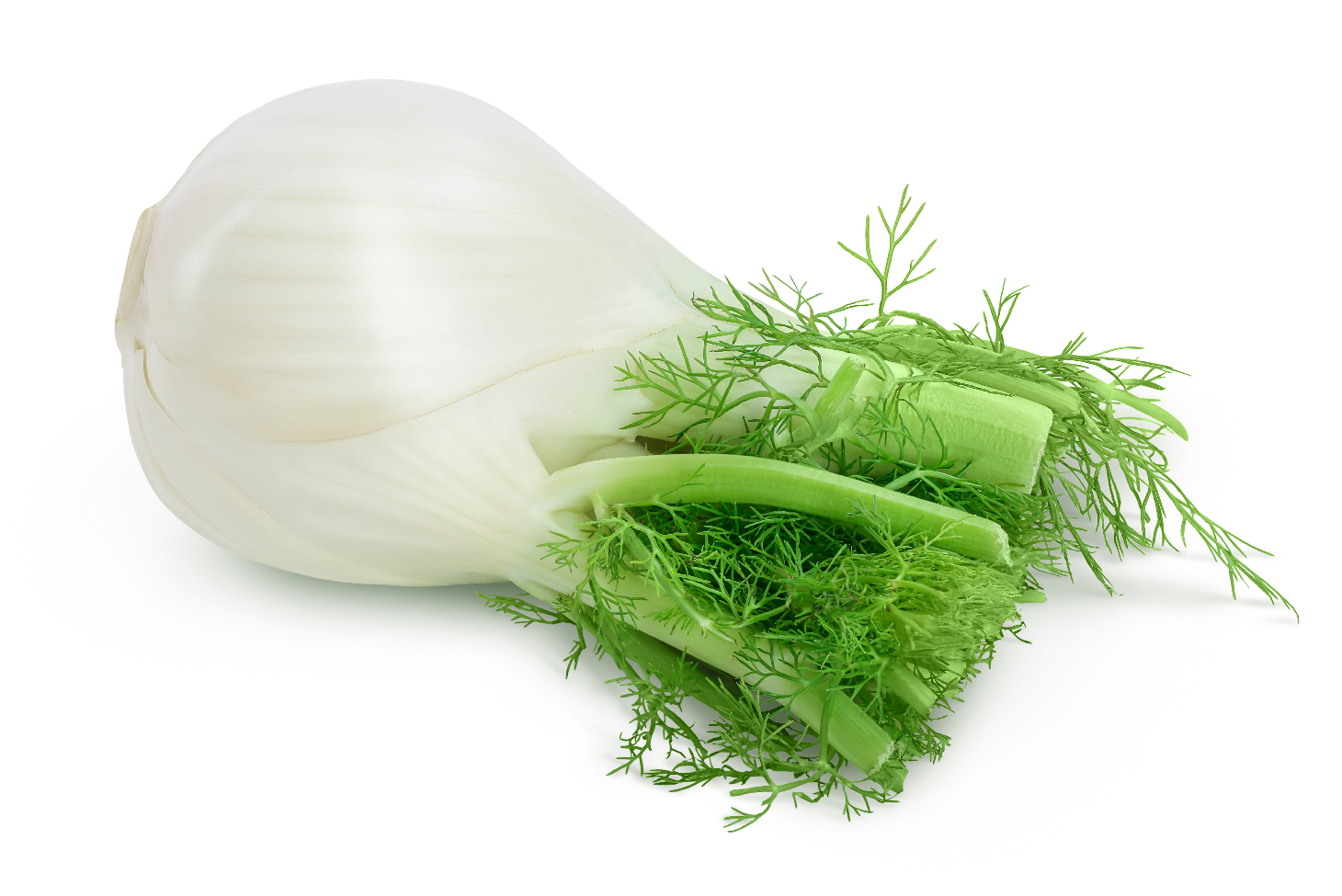 Koper włoski – właściwości lecznicze, działanie i zastosowanie