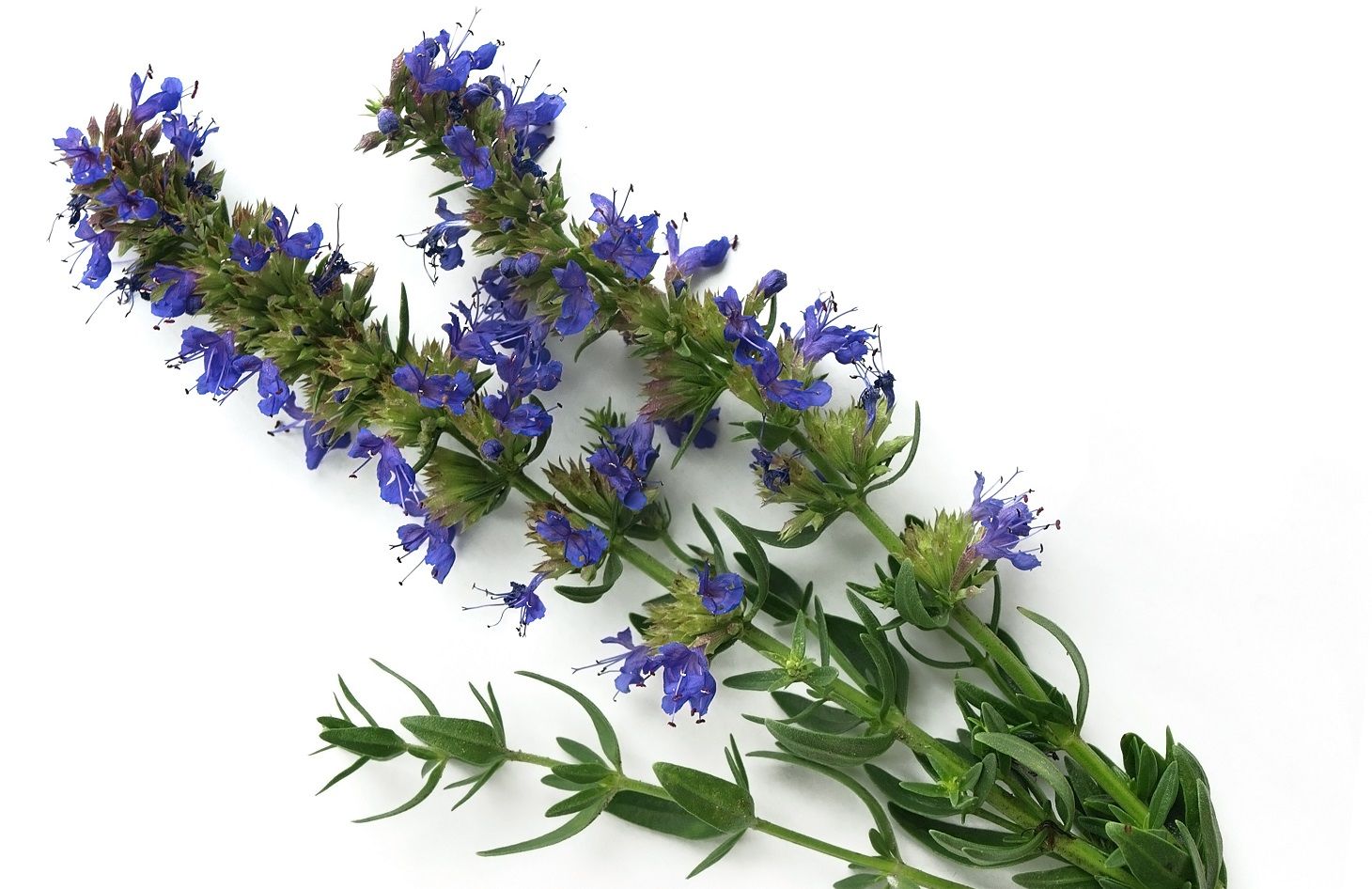 Hyzop lekarski – właściwości lecznicze, działanie i zastosowanie ...