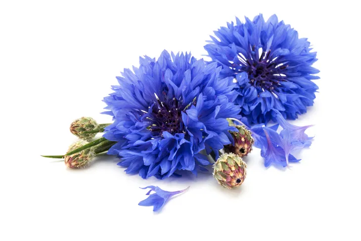 Chaber bławatek – właściwości lecznicze, działanie, zastosowanie. Na co ...