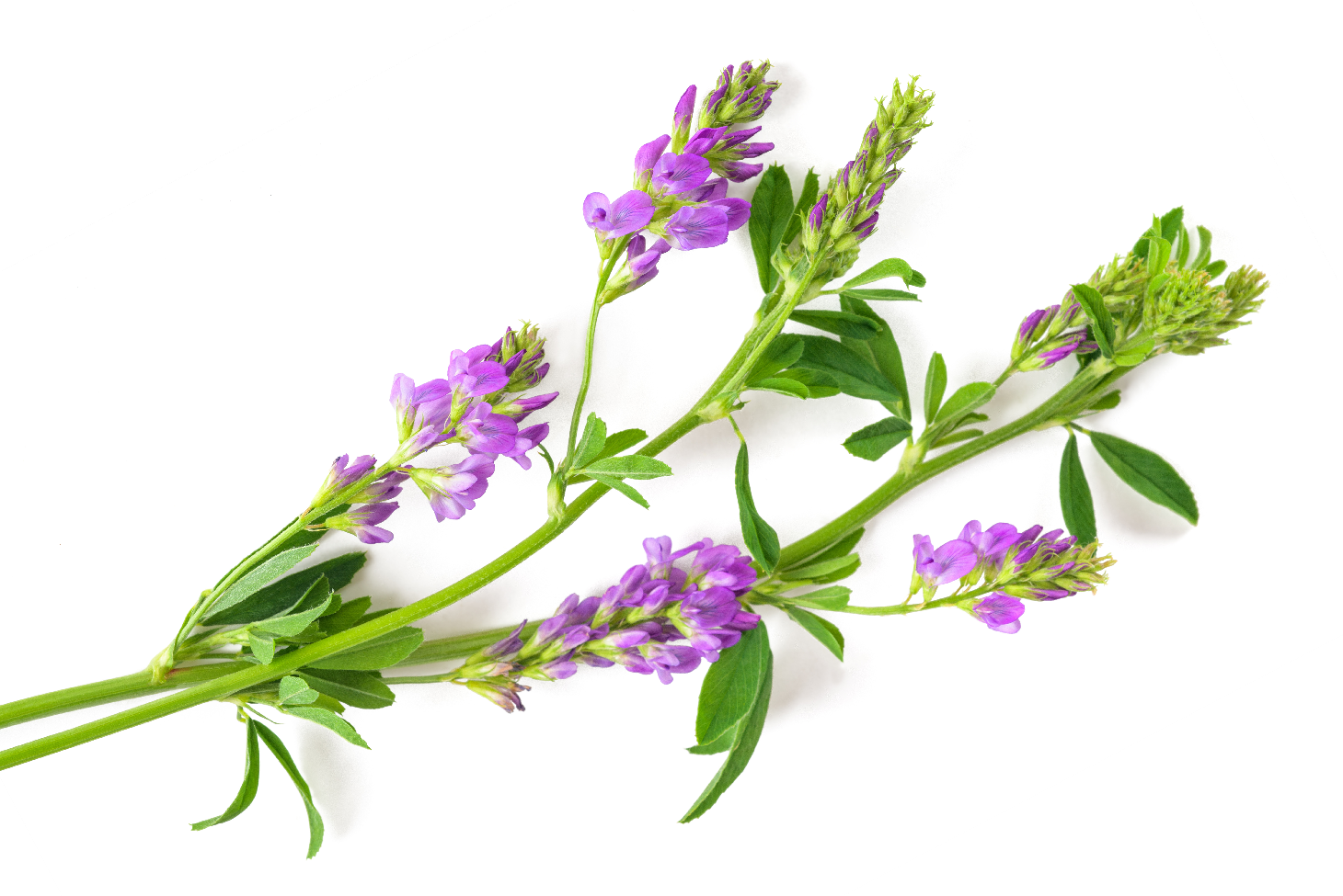 Lucerna – właściwości lecznicze, działanie i zastosowanie